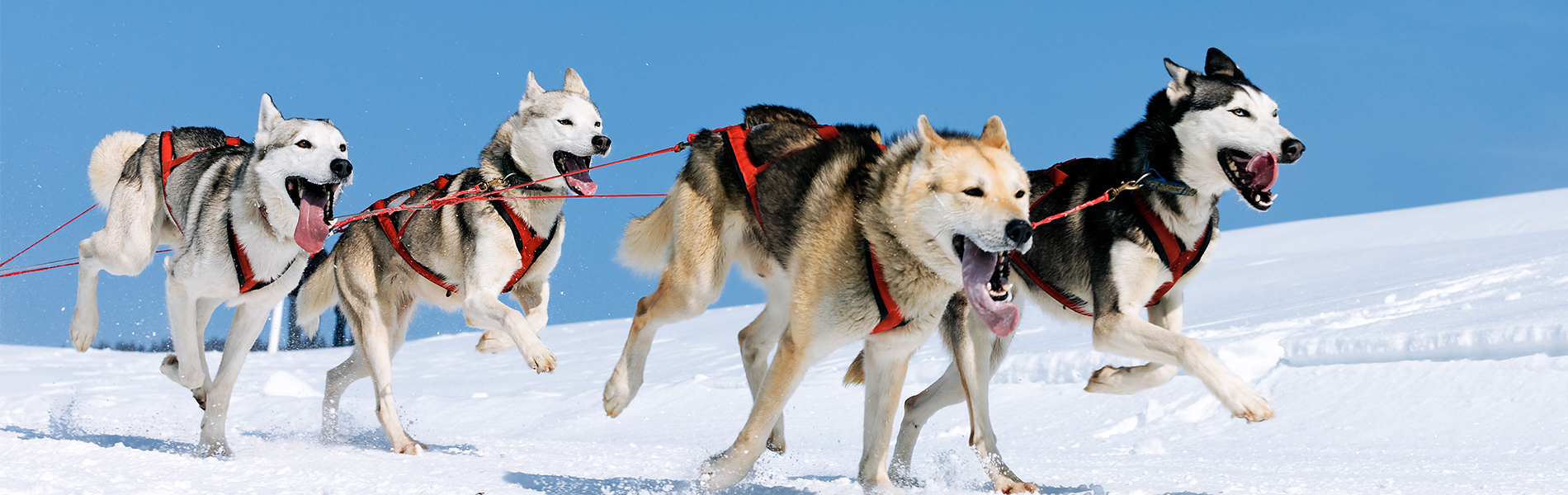 GRADLYN Petshipping - Sled dog transport with world championship