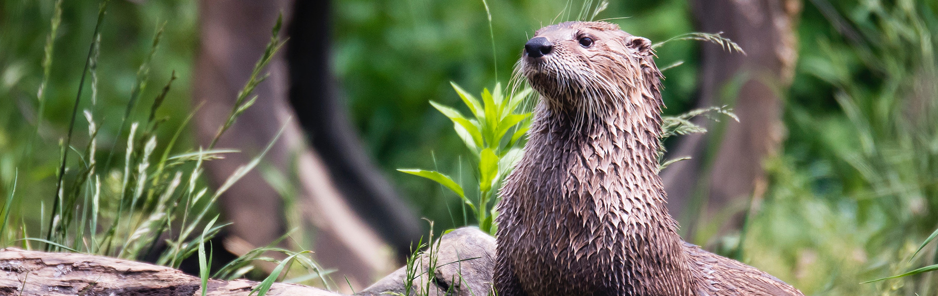GRADLYN Petshipping - Otter transported to Japan