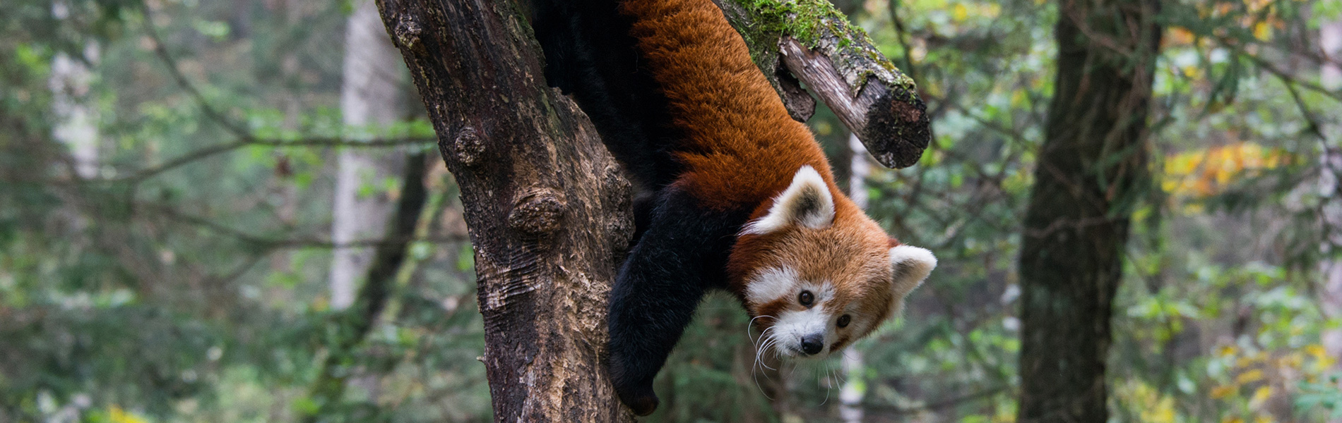 GRADLYN Petshipping - Red panda transport to London