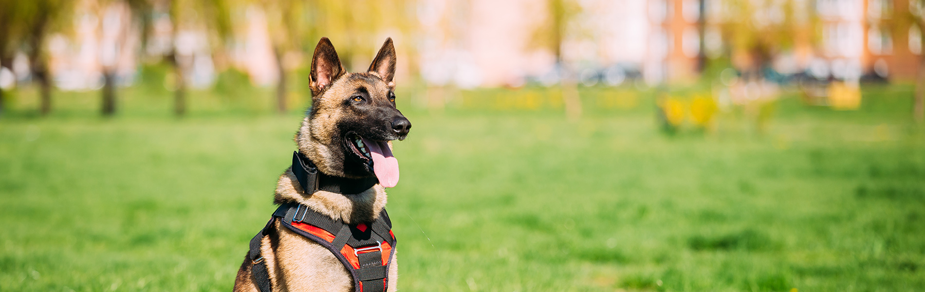 GRADLYN Petshipping - World Championship WUSV 2017