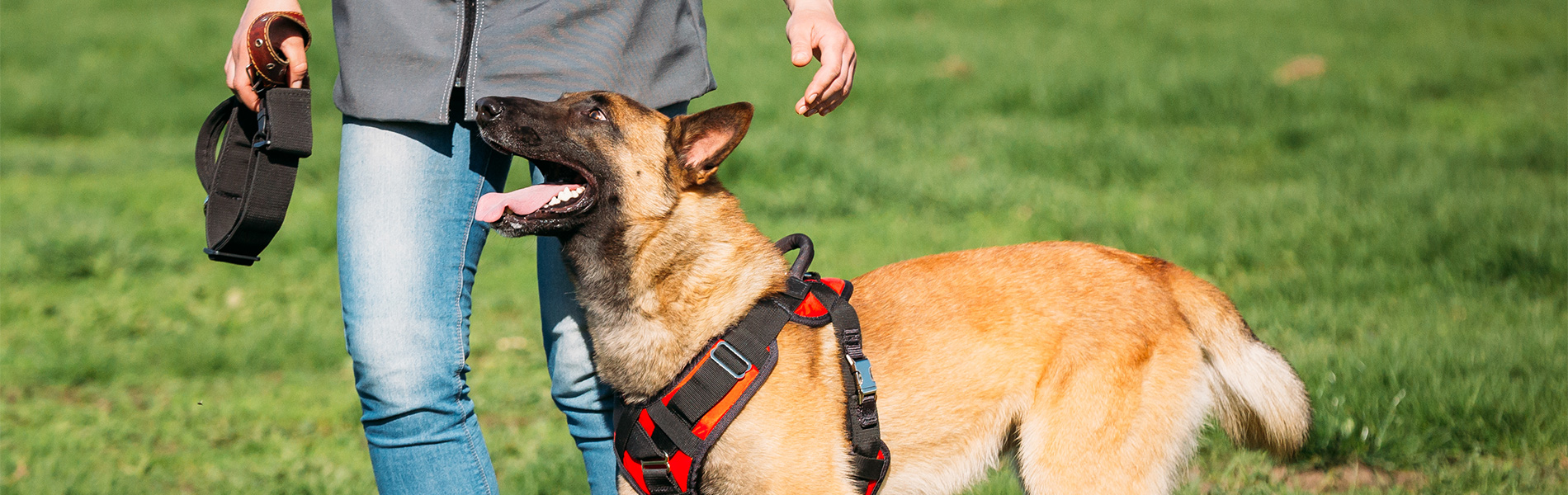 GRADLYN Petshipping - WM für Gebrauchshunde